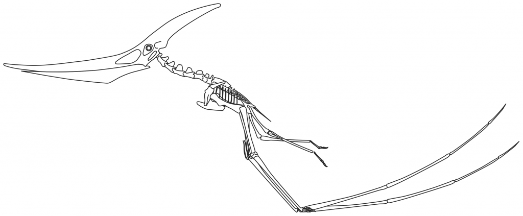 Student guest blog post: pterosaur quad launch :: Lorena A. Barba Group