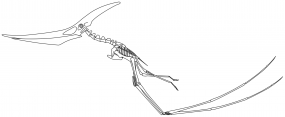 Student guest blog post: pterosaur quad launch :: Lorena A. Barba Group